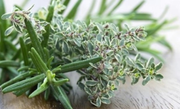 Bodur Otu Faydaları Nelerdir | Bodur Otu Ne İşe Yarar?